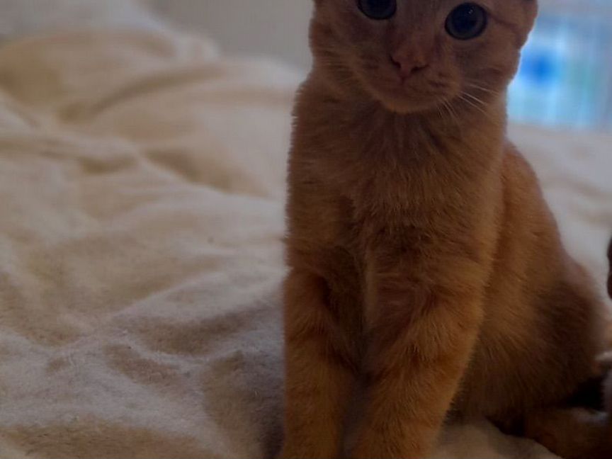 Кошка