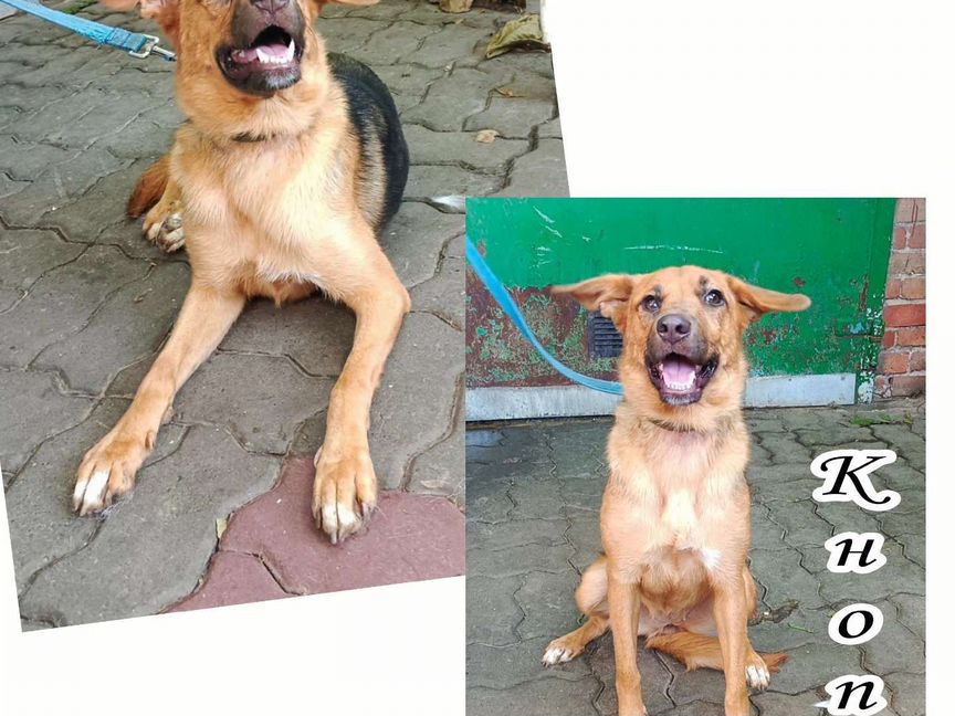 Кнопа в поисках своей семьи