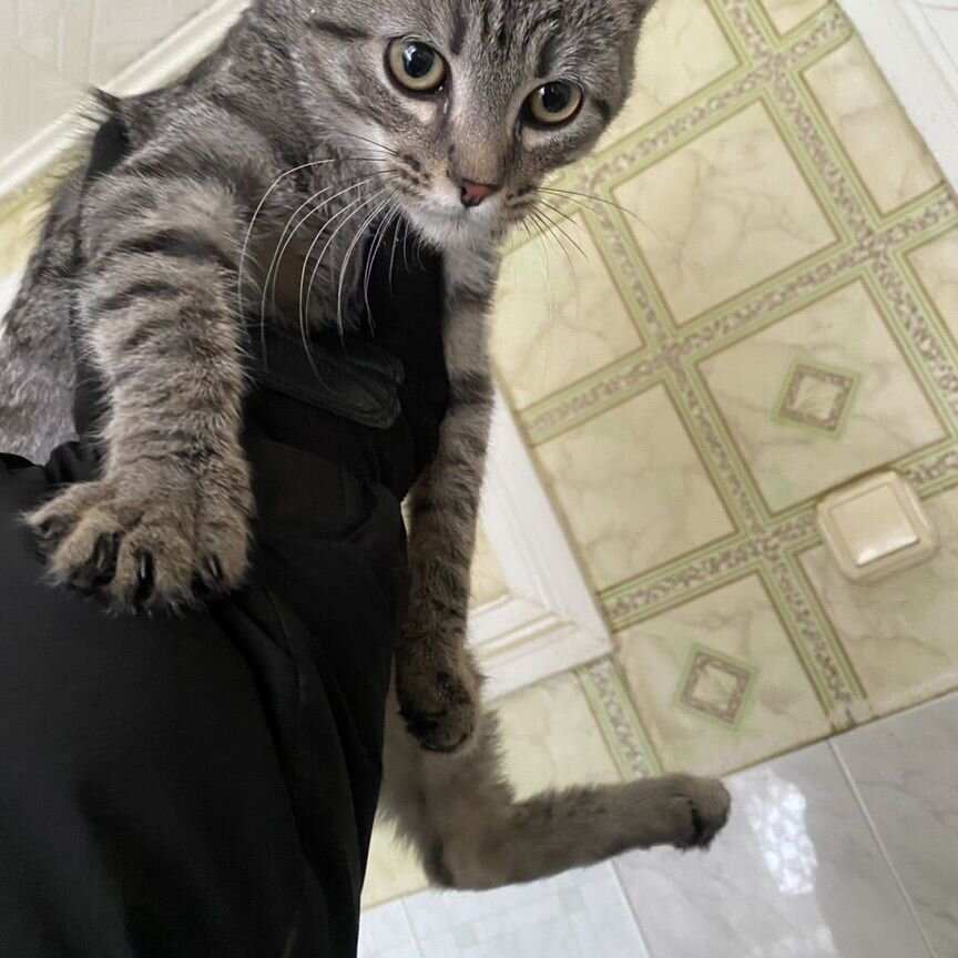 Котёнок в добрые руки