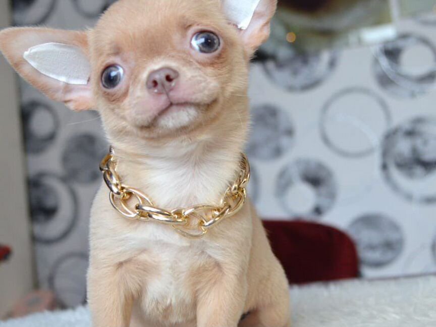Чихуахуа мальчик очаровашка