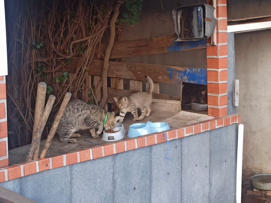 Помесной щенок овчарки и два котенка