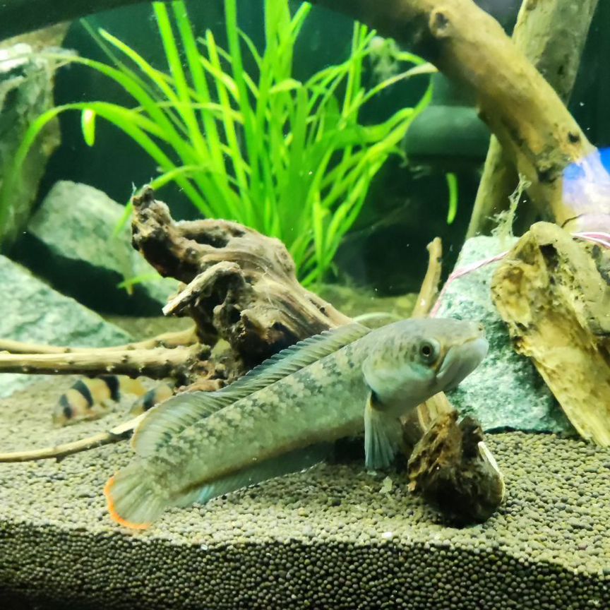 Змееголов карликовый gachua