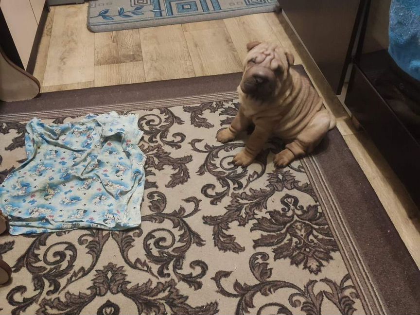 Щенки шарпея