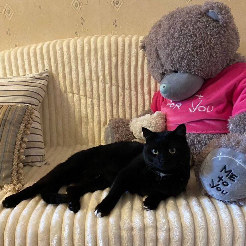 Взрослый кот в добрые руки