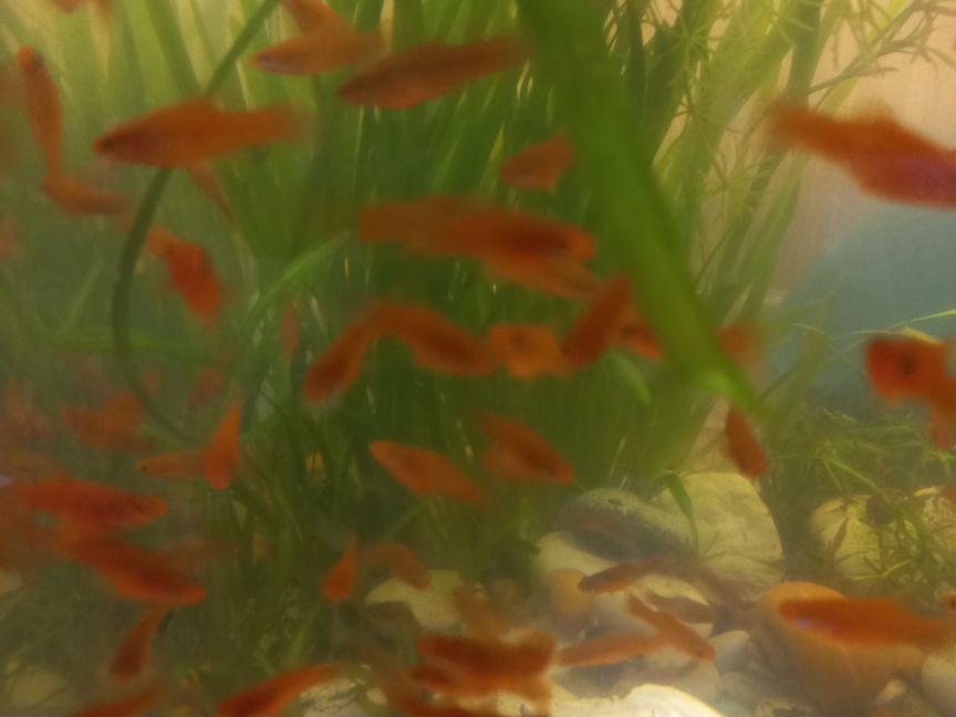 Аквариумные рыбки меченосцы