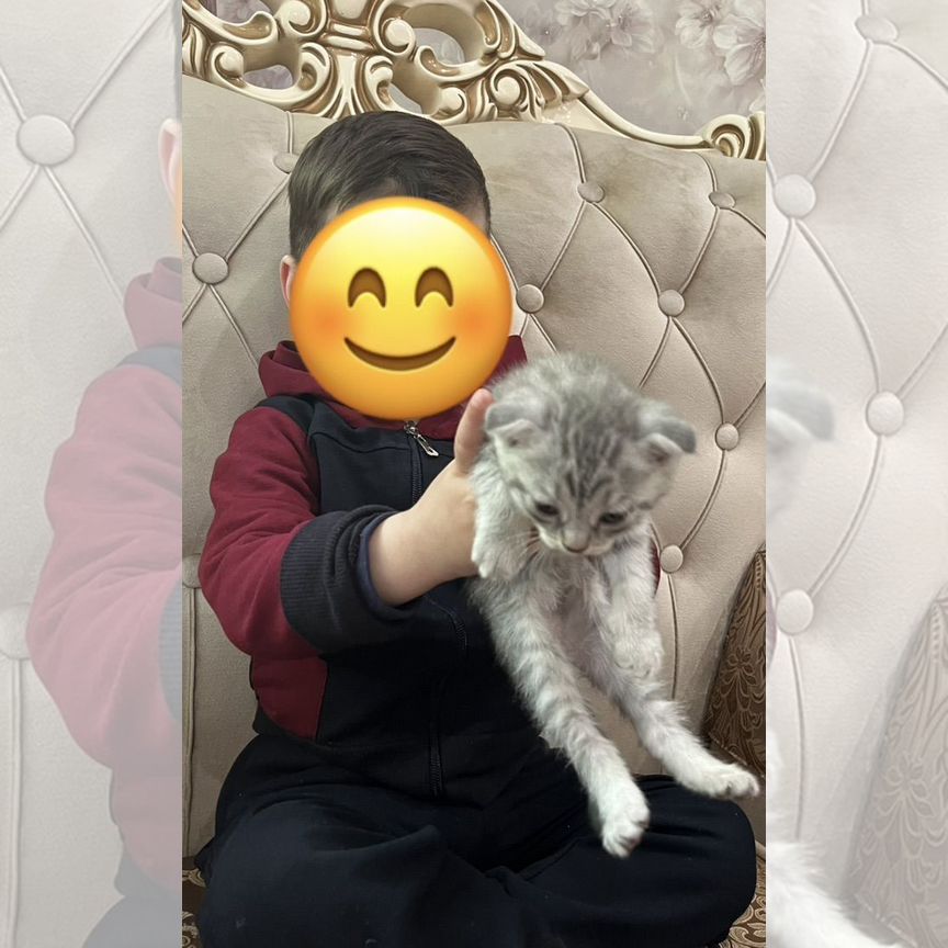 Шотландский вислоухий короткошёрстный котёнок