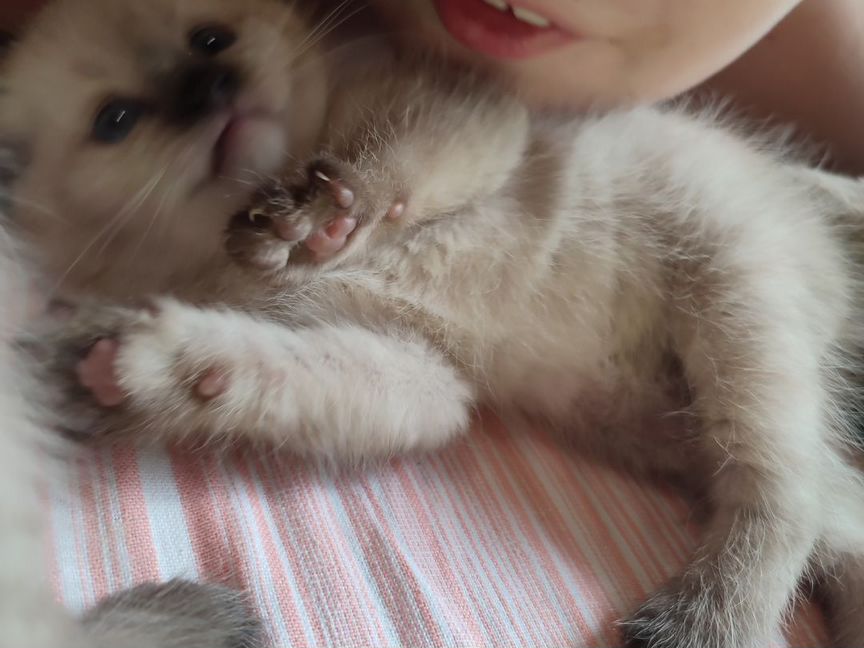 Котята девочки сиамцы в добрые руки