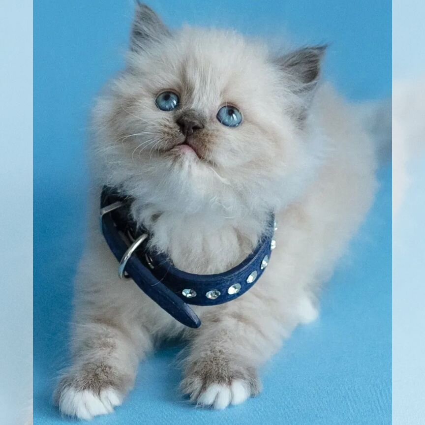 Невский маскарадный котёнок