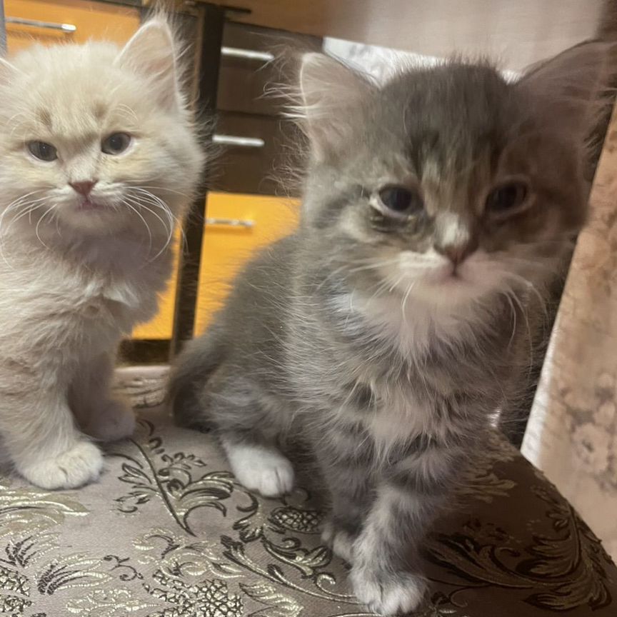 Котёнок от частного владельца