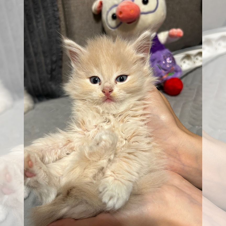 Котёнок от частного владельца