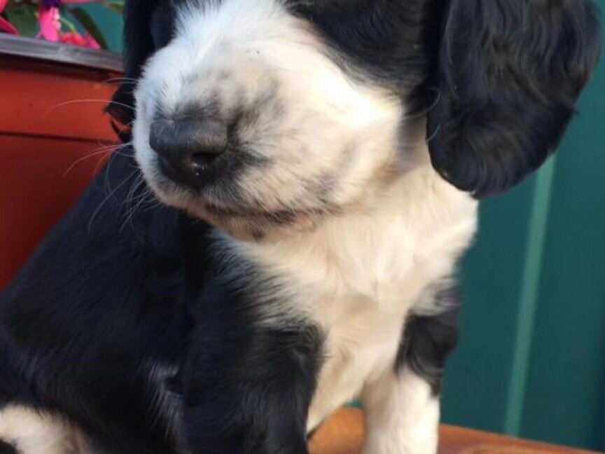 Русский охотничий спаниель щенки