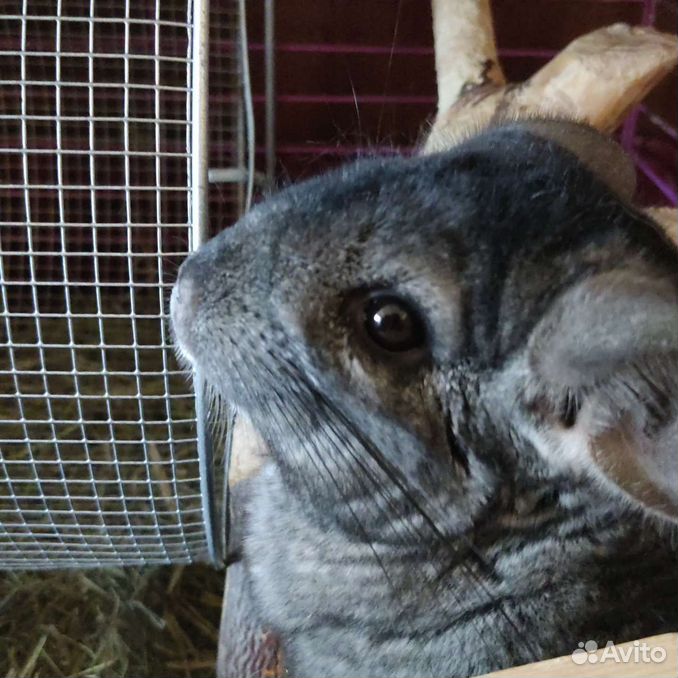 Шиншилла в добрые руки