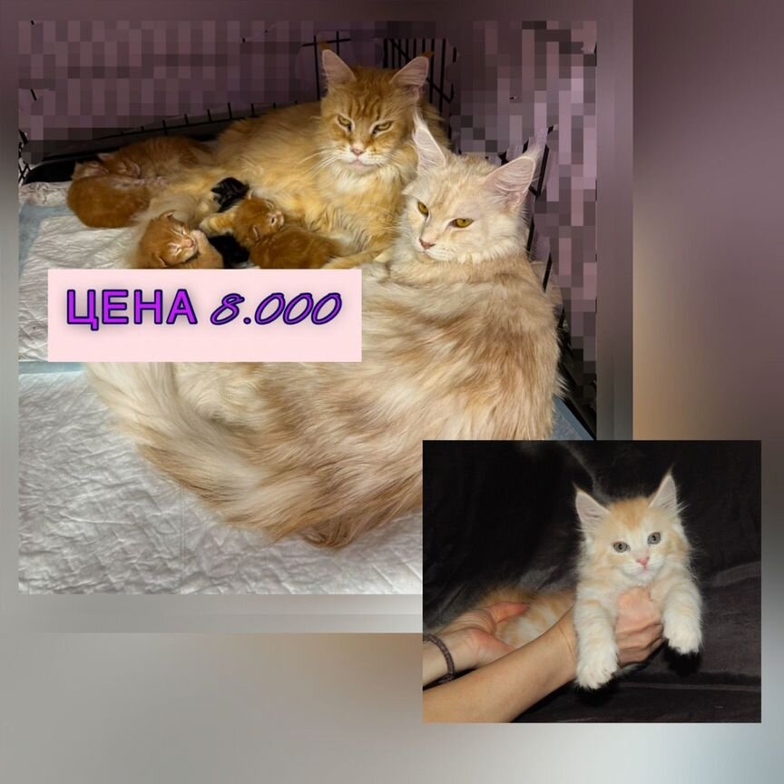 Мини рысь,мальчик