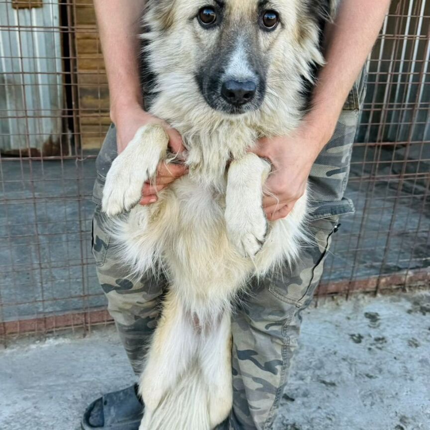 Собака из Курского отлова в добрые руки