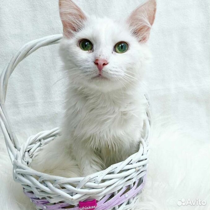 Беляш ищет дом