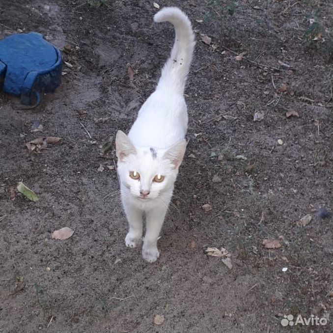 Выбросили котят на мусорки кругом собаки