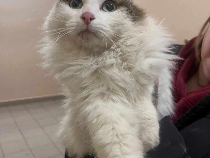 Кошка породы турецкий ван