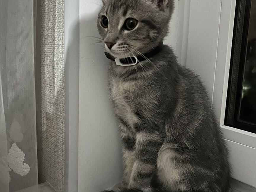 Котенок 4 месяца