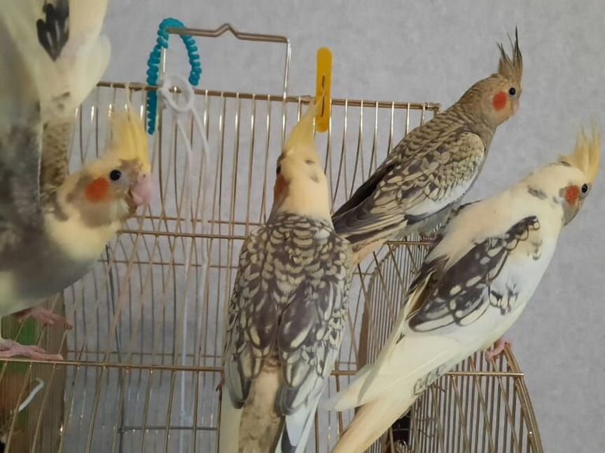 Ручные птенцы попугая корелла