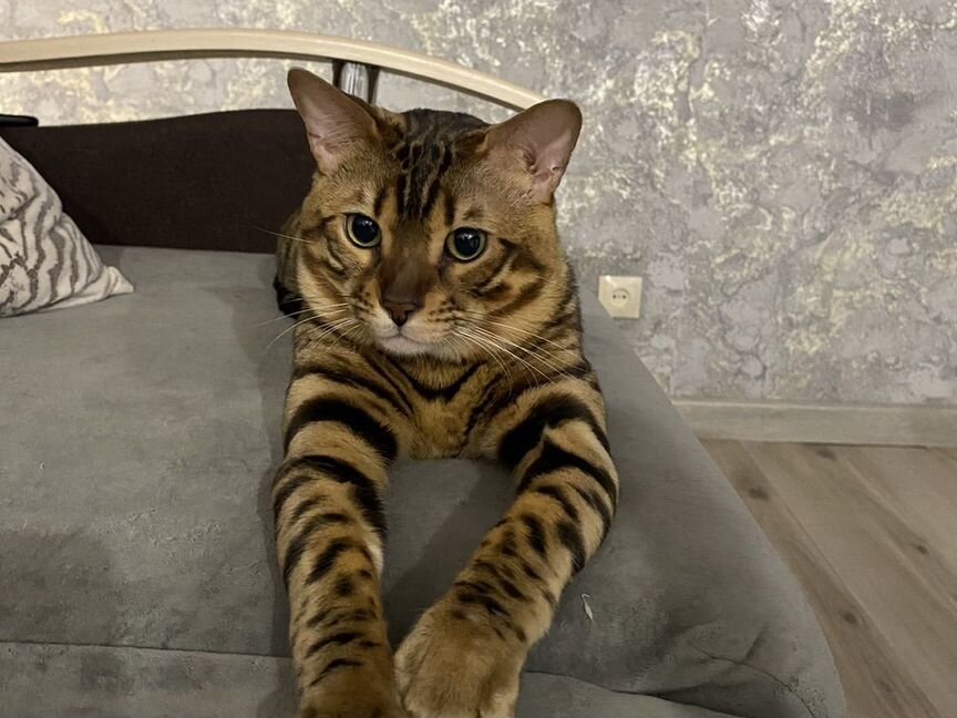 Вязка бенгальского кота