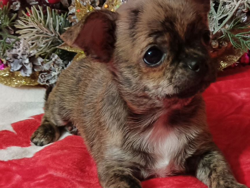 Щенки чихуахуа мальчики