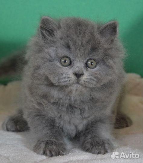 Голубой британец полудлиношерстный