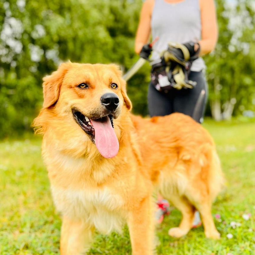 Рыжий пушистик Джаз. Пес из приюта Некрасовка