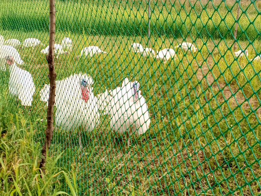 Продаётся индейка