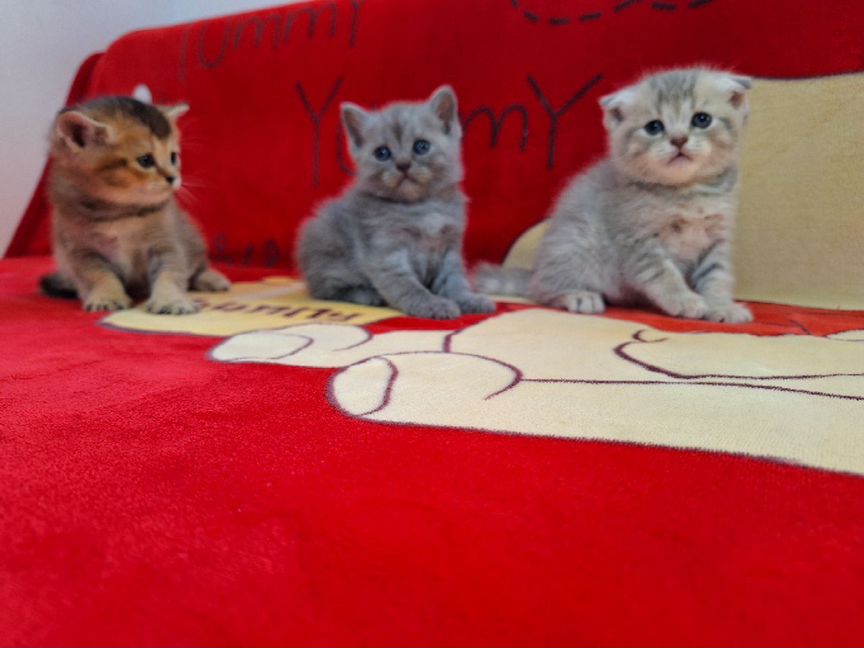Шотландские котята