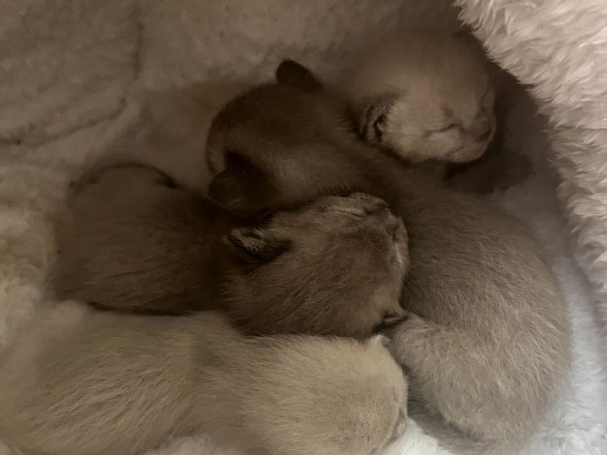 Бурманские котята