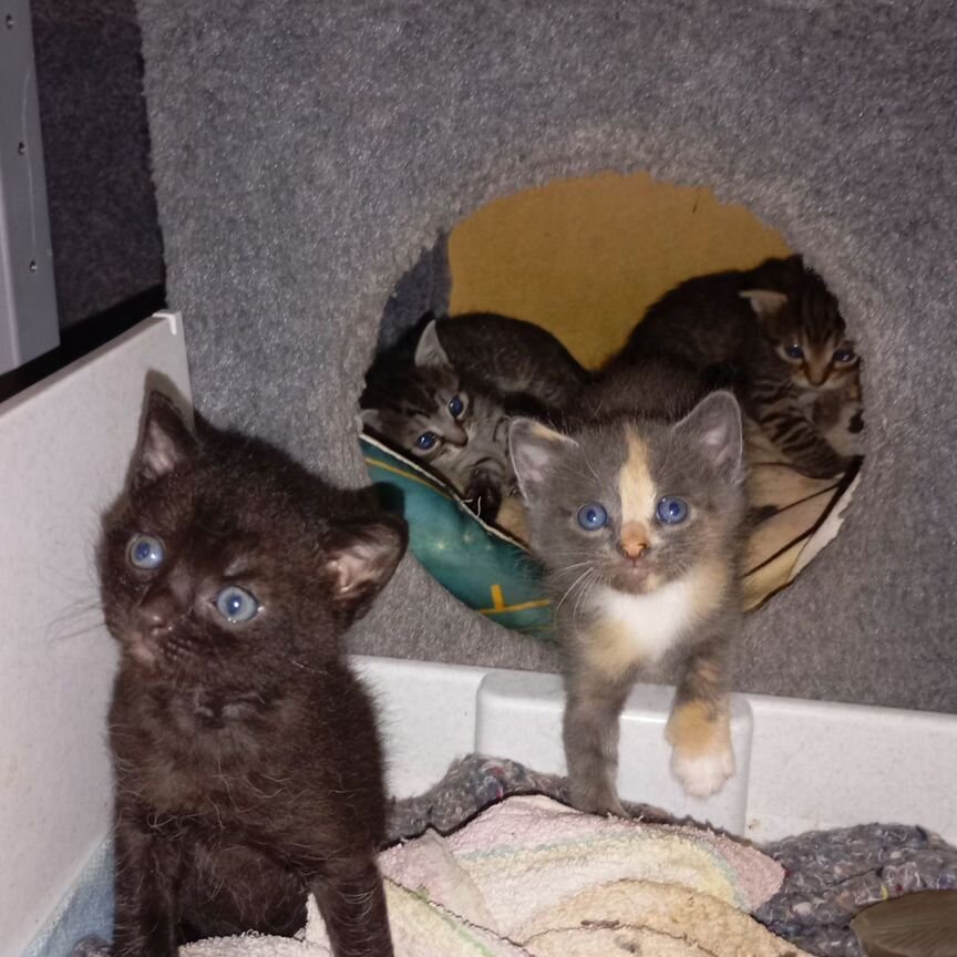 Канадский сфинкс котенок