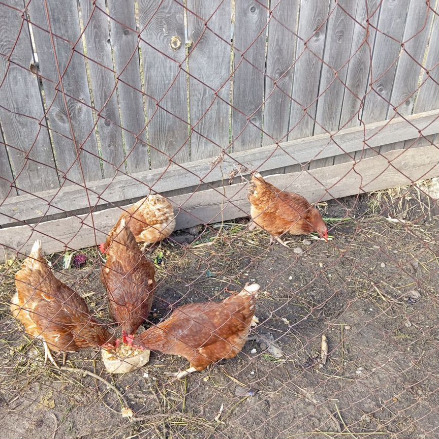 Куры несушки