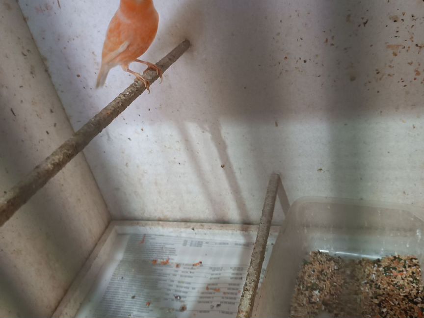 Кенара и канарейки