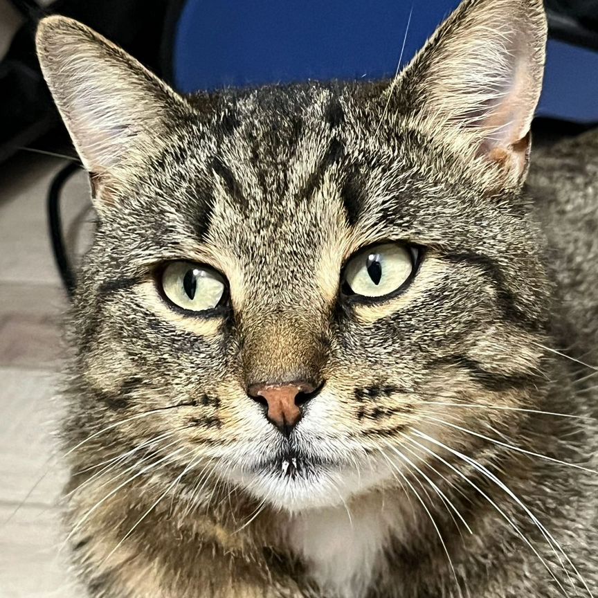 Котик в добрые руки