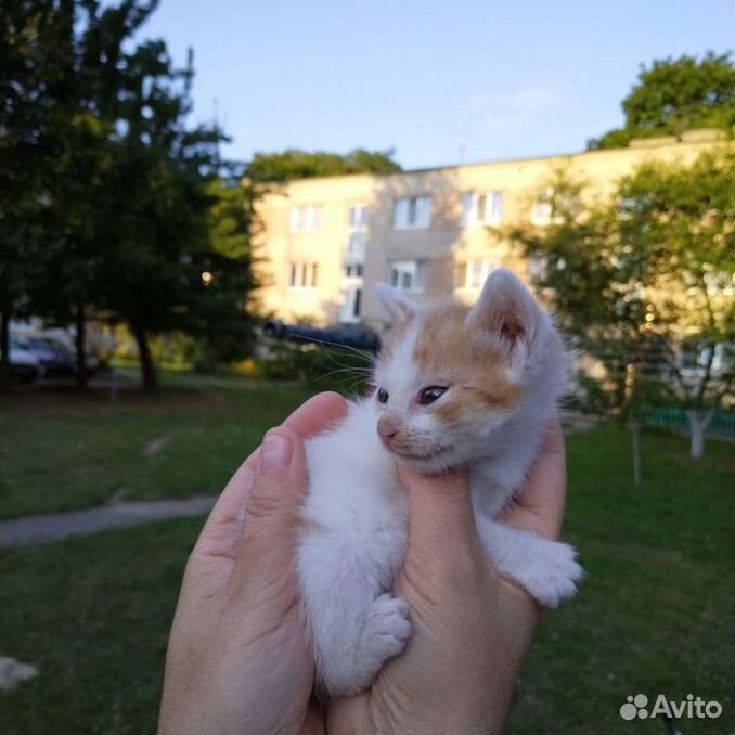 Котёнок девочка бело рыжего окраса