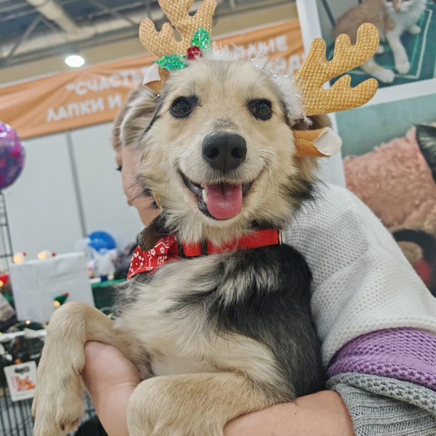 Собака в добрые руки