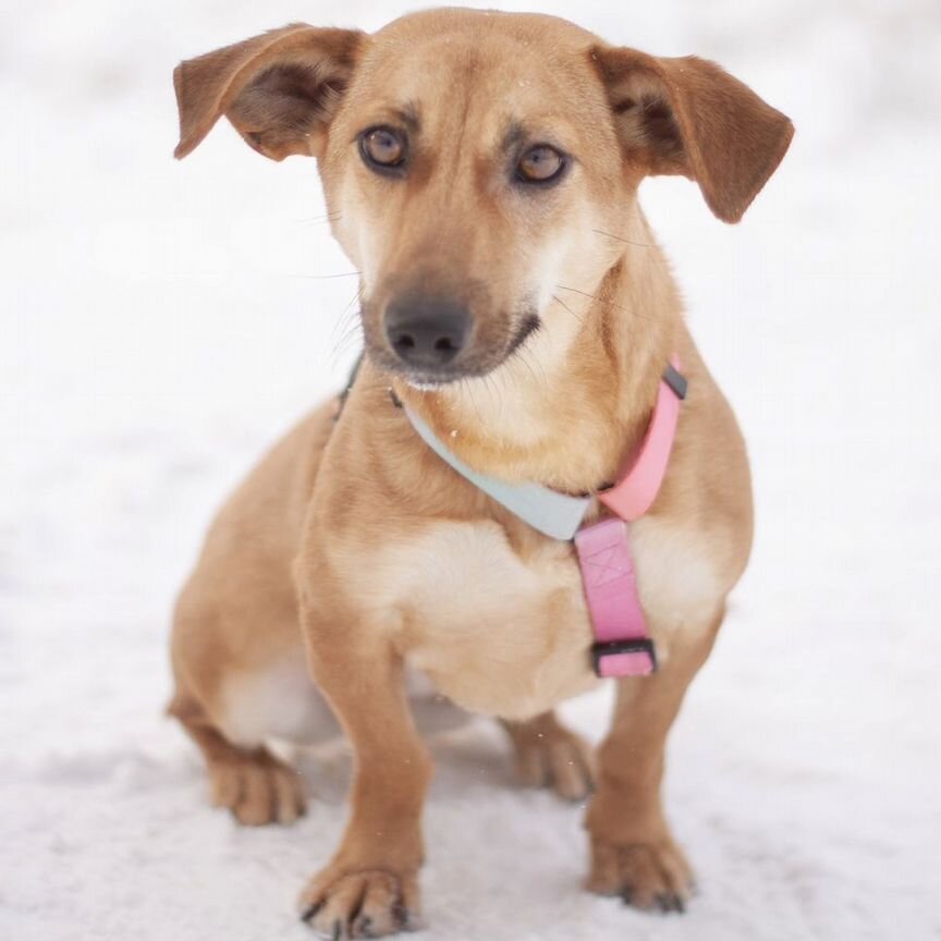 Взрослая собака в добрые руки