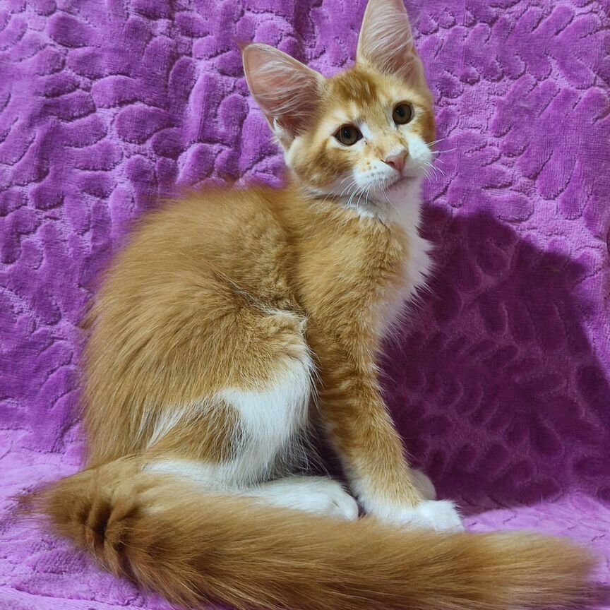 Котёнок Мейн-Кун от Чемпиона. Мальчик