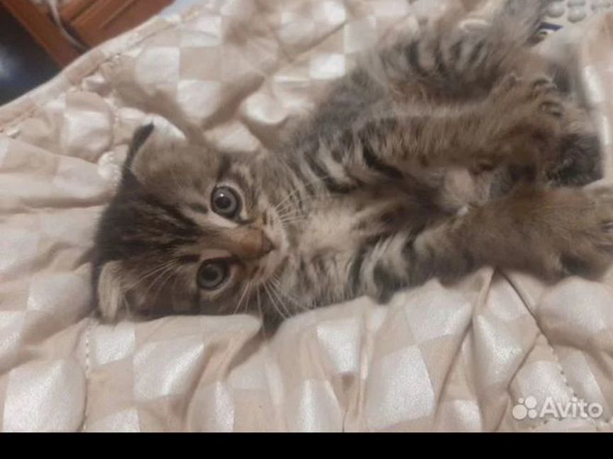 Шотландские котята