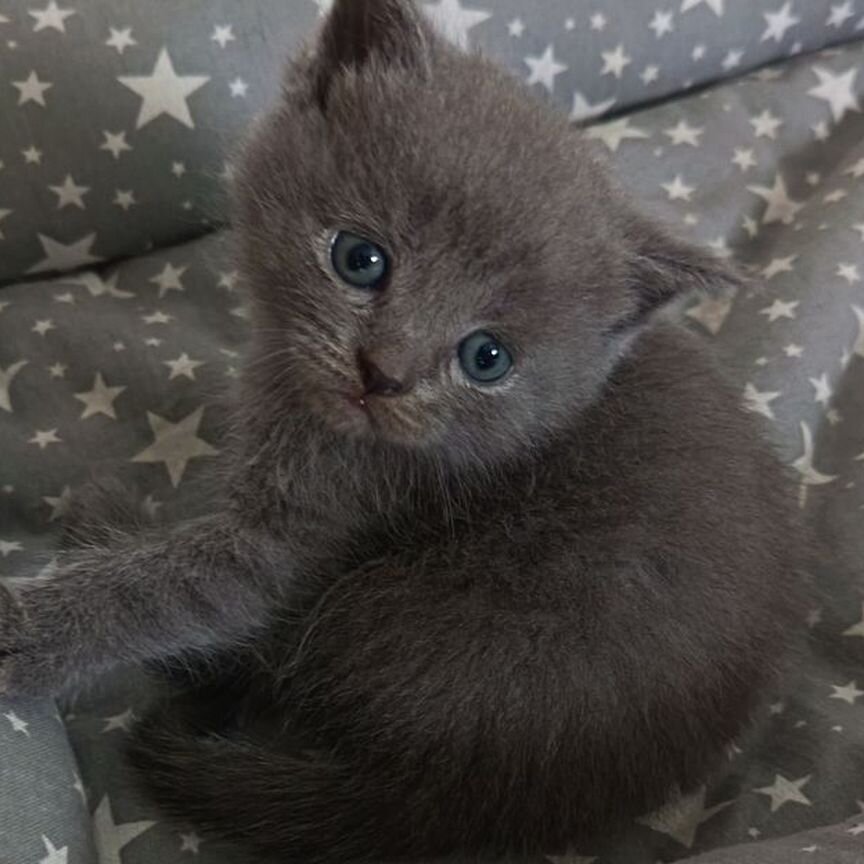 Британский короткошёрстный котёнок
