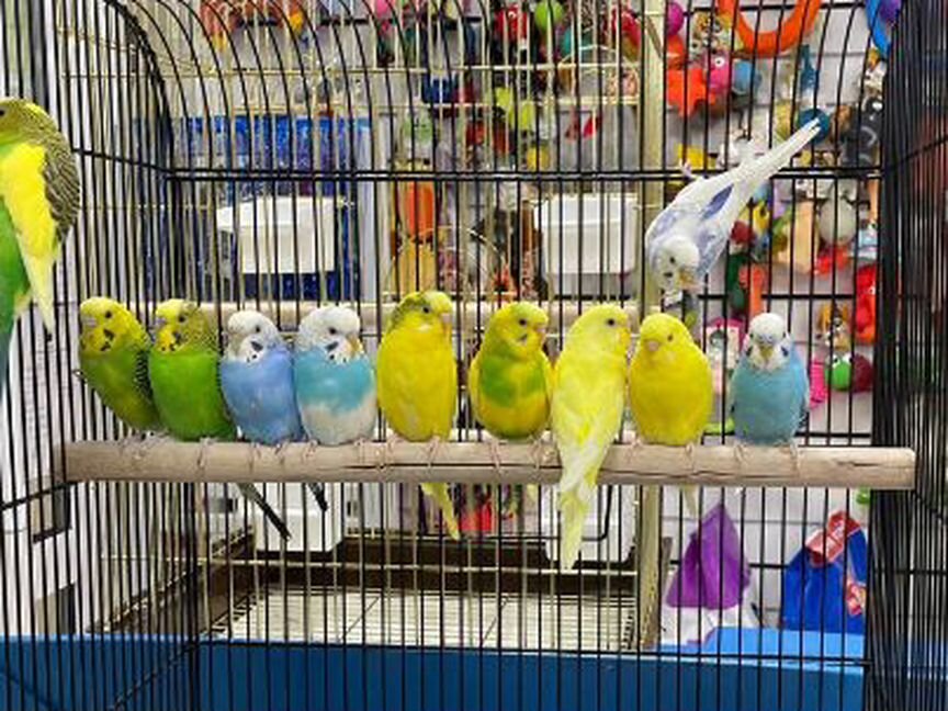 Волнистые попугайчики