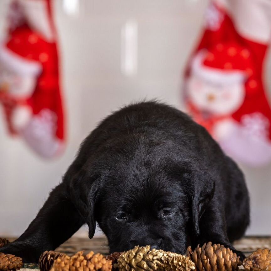 Лабрадор-ретривер, щенок