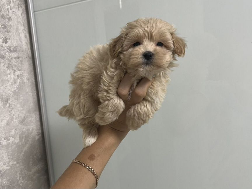 Мальтипу ф1 девочка карамелька в белых носочках