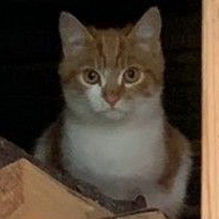 Бездомный котик