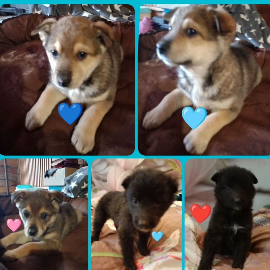 Щенок в добрые руки