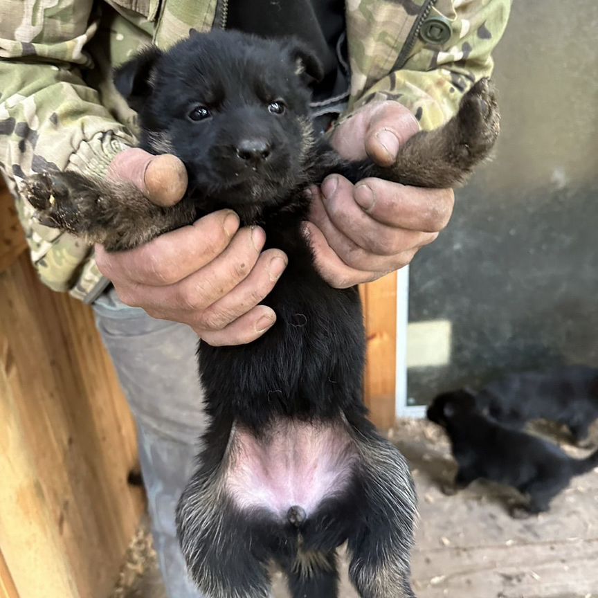 Щенок немецкой овчарки