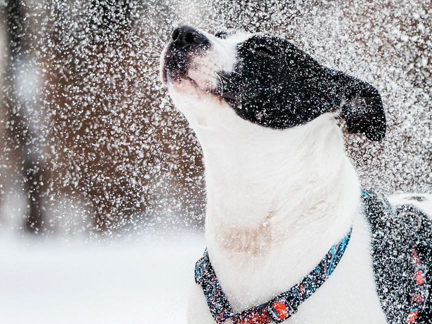 Стаффордширский терьер