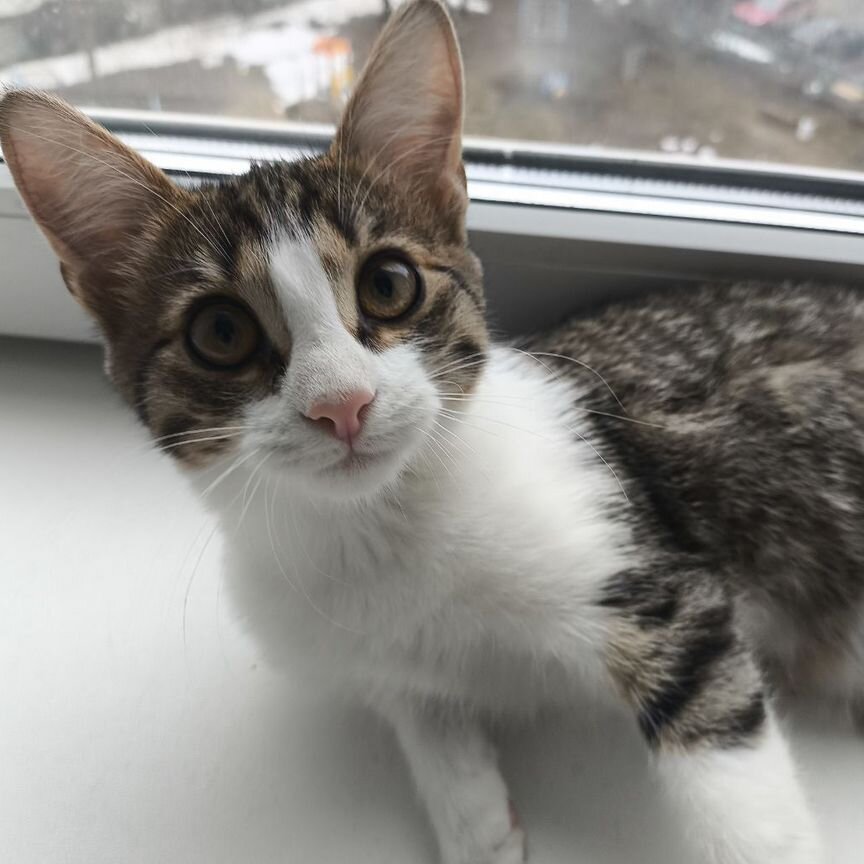 Котёнок в добрые руки