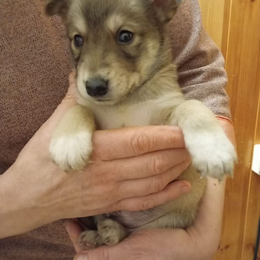Щенки