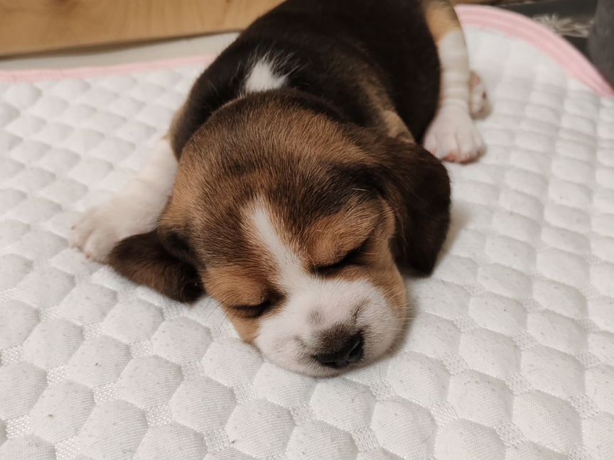 Собаки щенки бигль